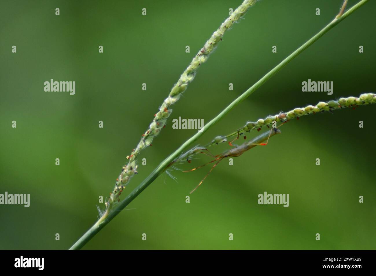 rice bugs (Stenocoris) Insecta Stock Photo - Alamy