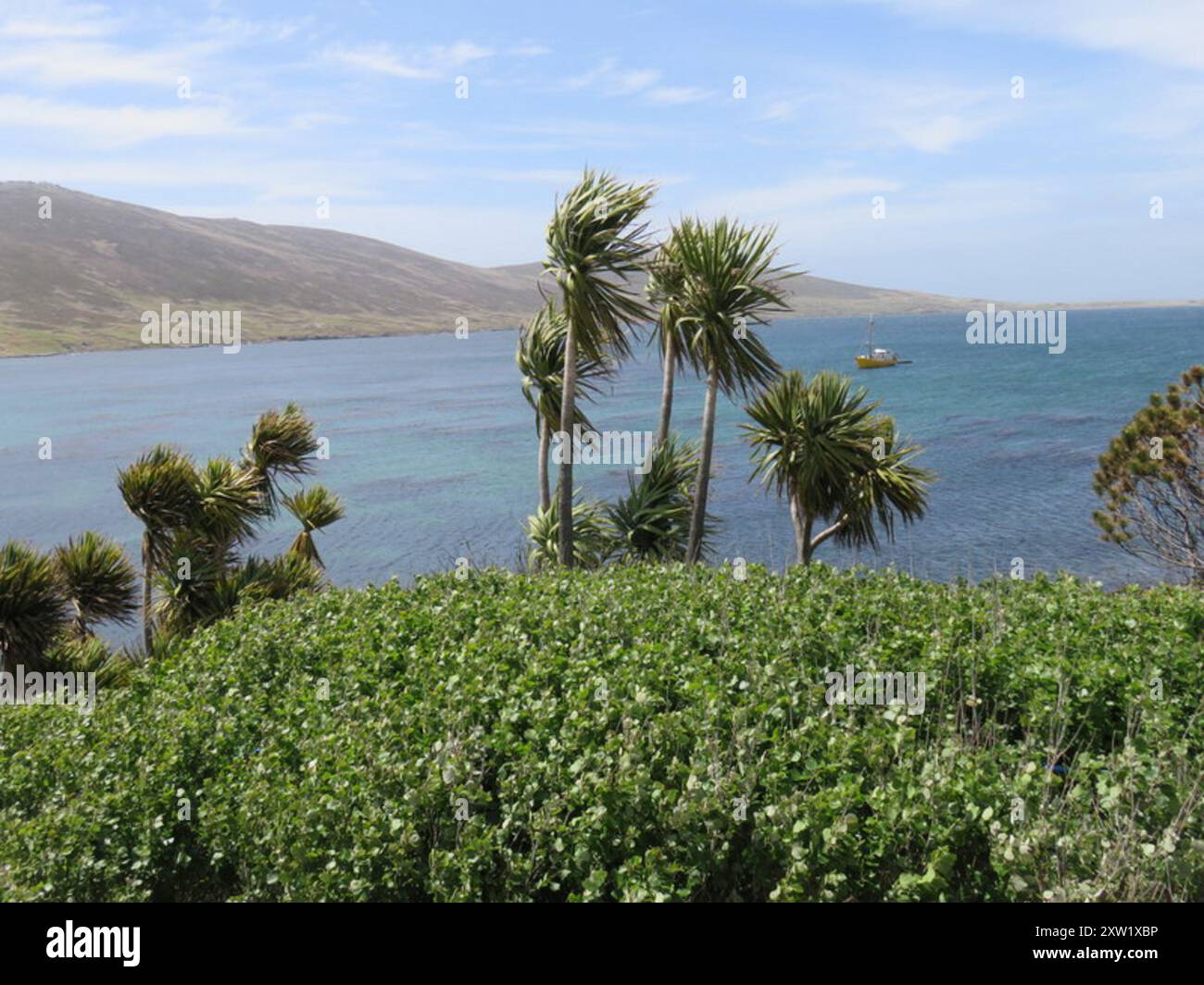 New Zealand cabbage tree (Cordyline australis) Plantae Stock Photo - Alamy