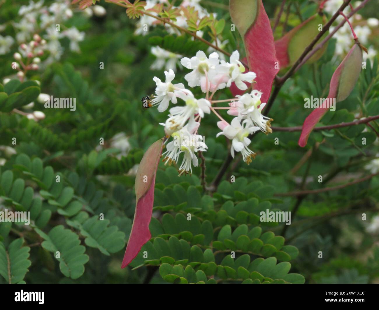 (Pterolobium hexapetalum) Plantae Stock Photo - Alamy