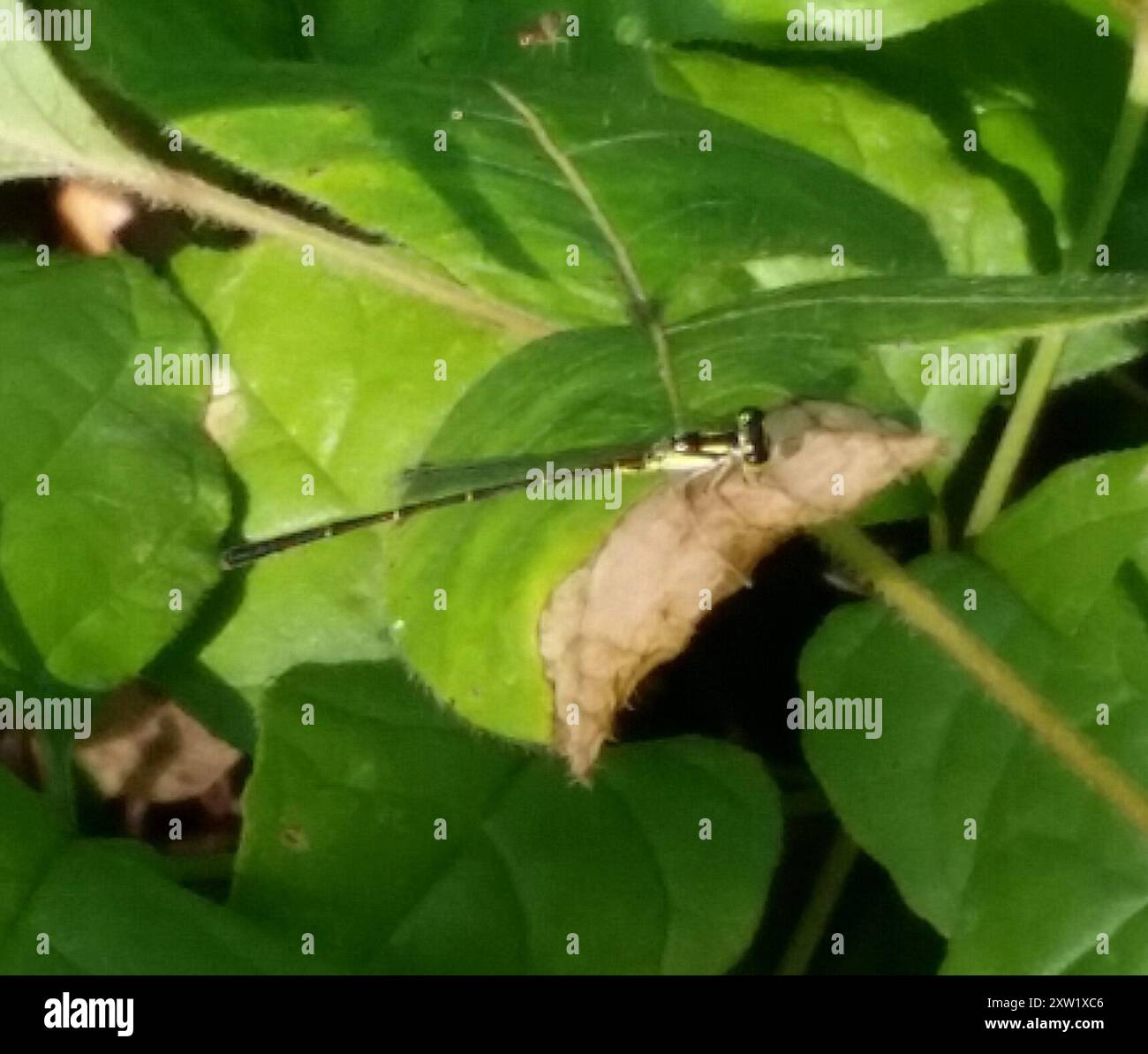 Fragile Forktail (Ischnura posita) Insecta Stock Photo - Alamy