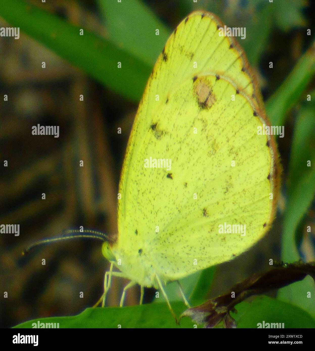 Little Yellow (Pyrisitia lisa) Insecta Stock Photo - Alamy