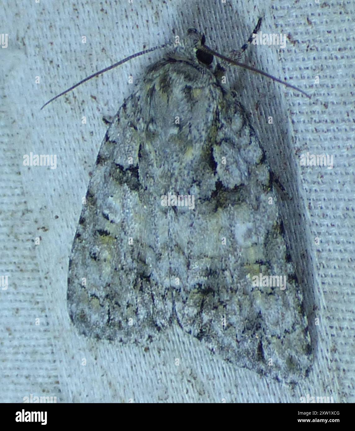 Epauleted Oak Dagger (Acronicta ovata) Insecta Stock Photo - Alamy