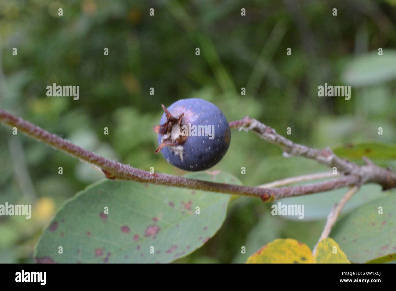 Snowy Mespilus (Amelanchier ovalis) Plantae Stock Photo - Alamy