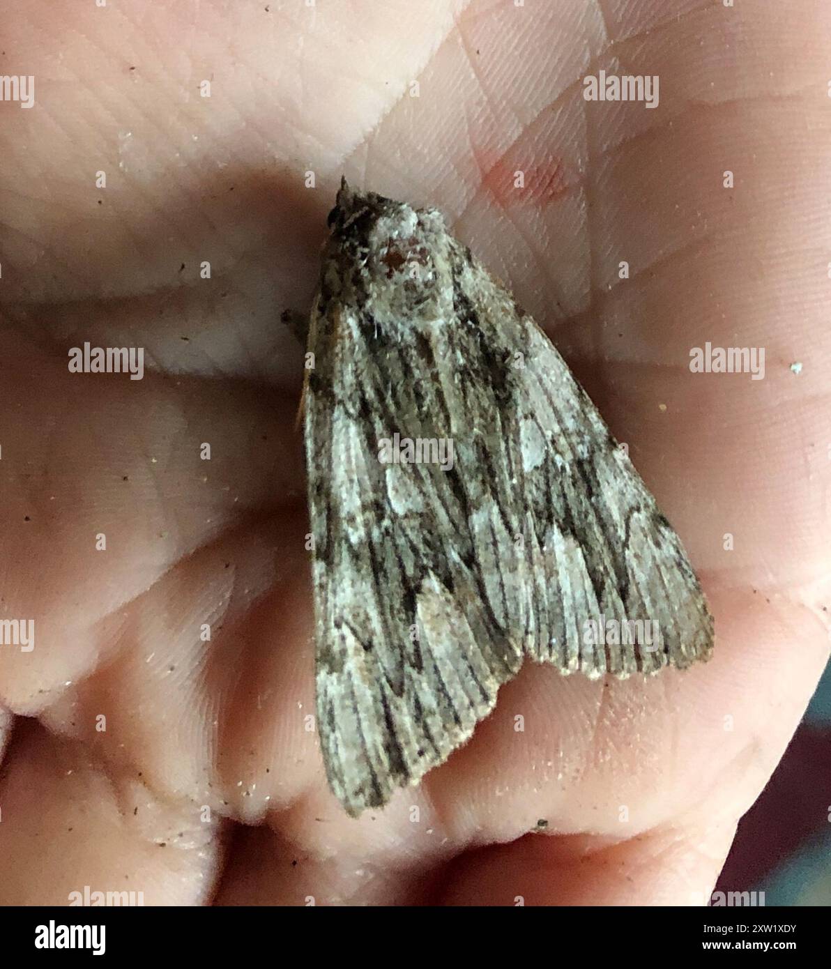 Underwing Moths (Catocala) Insecta Stock Photo - Alamy