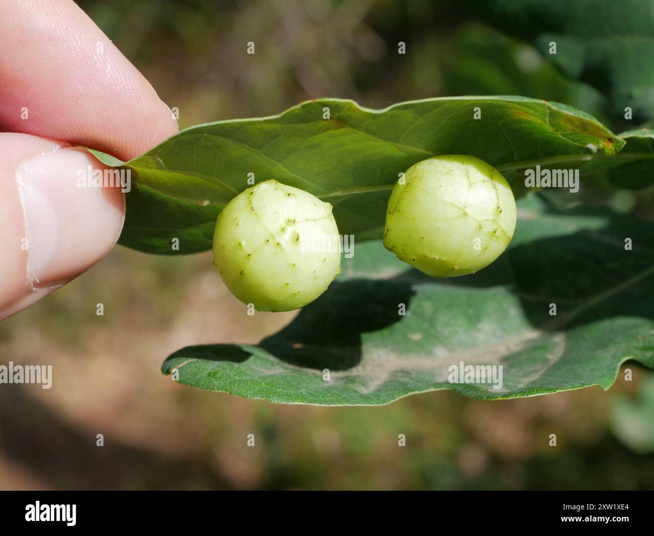 Cherry Gall Wasp (Cynips quercusfolii) Insecta Stock Photo - Alamy