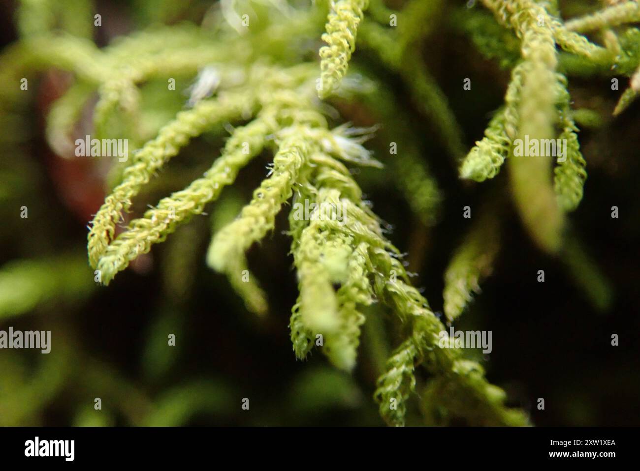 Whipple's claopodium moss (Claopodium whippleanum) Plantae Stock Photo ...