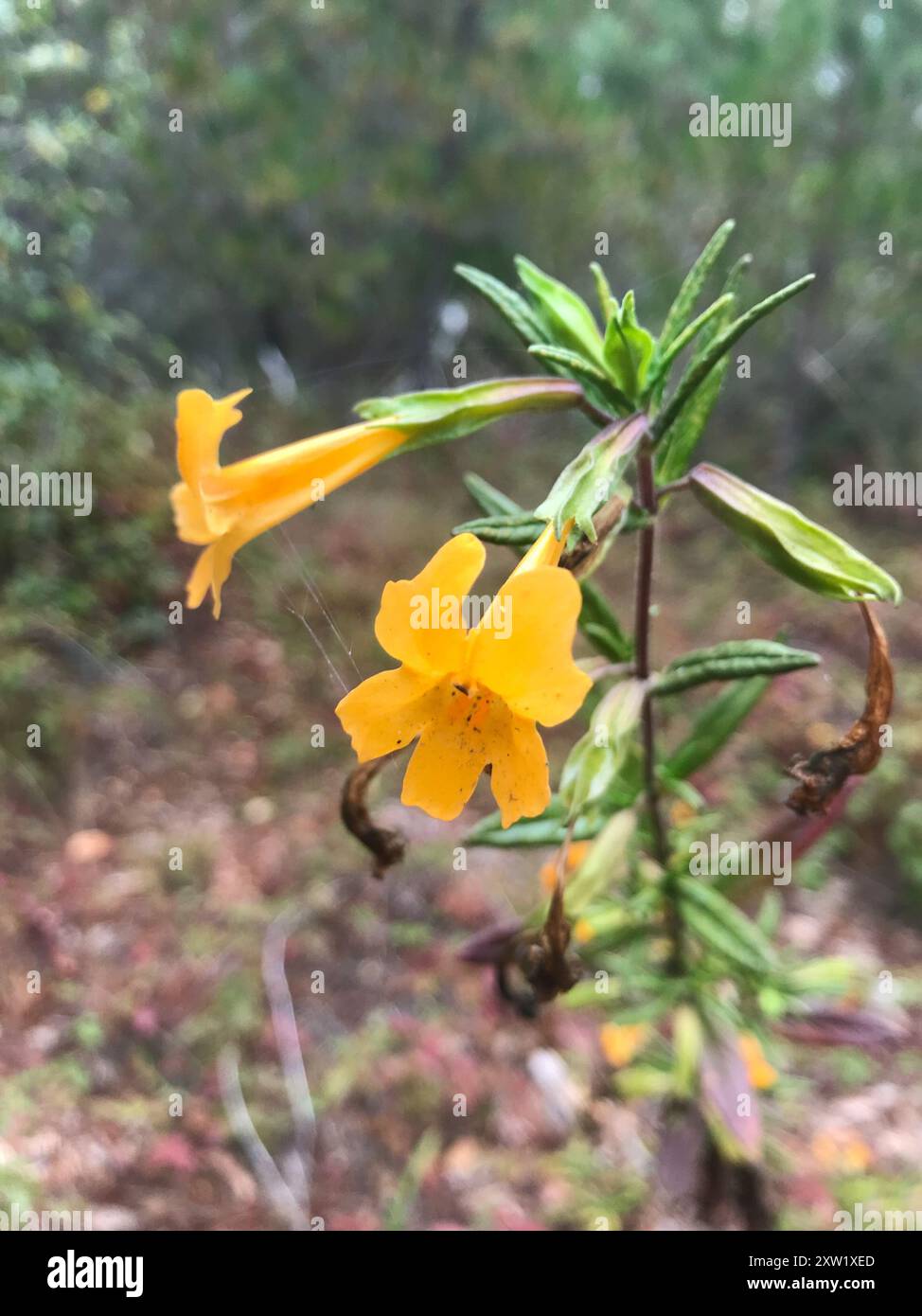 orange bush monkeyflower (Diplacus aurantiacus) Plantae Stock Photo - Alamy