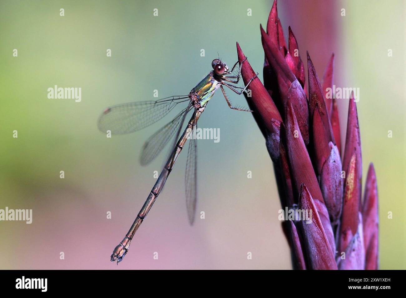 Western Willow Spreadwing (Chalcolestes viridis) Insecta Stock Photo ...