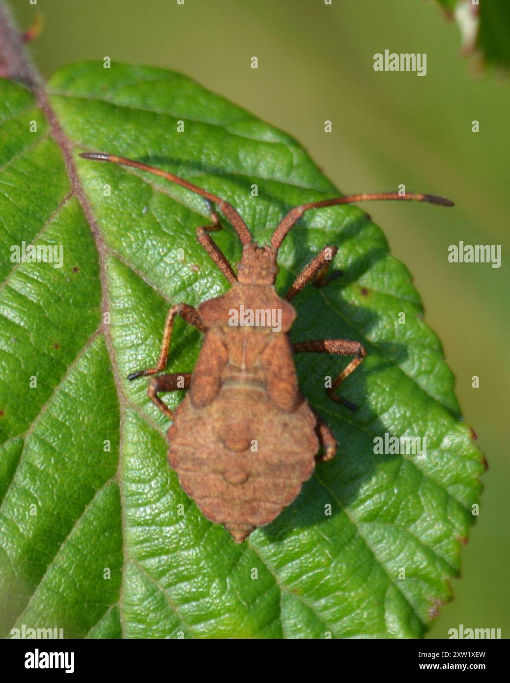 Dock Bug (Coreus marginatus) Insecta Stock Photo - Alamy