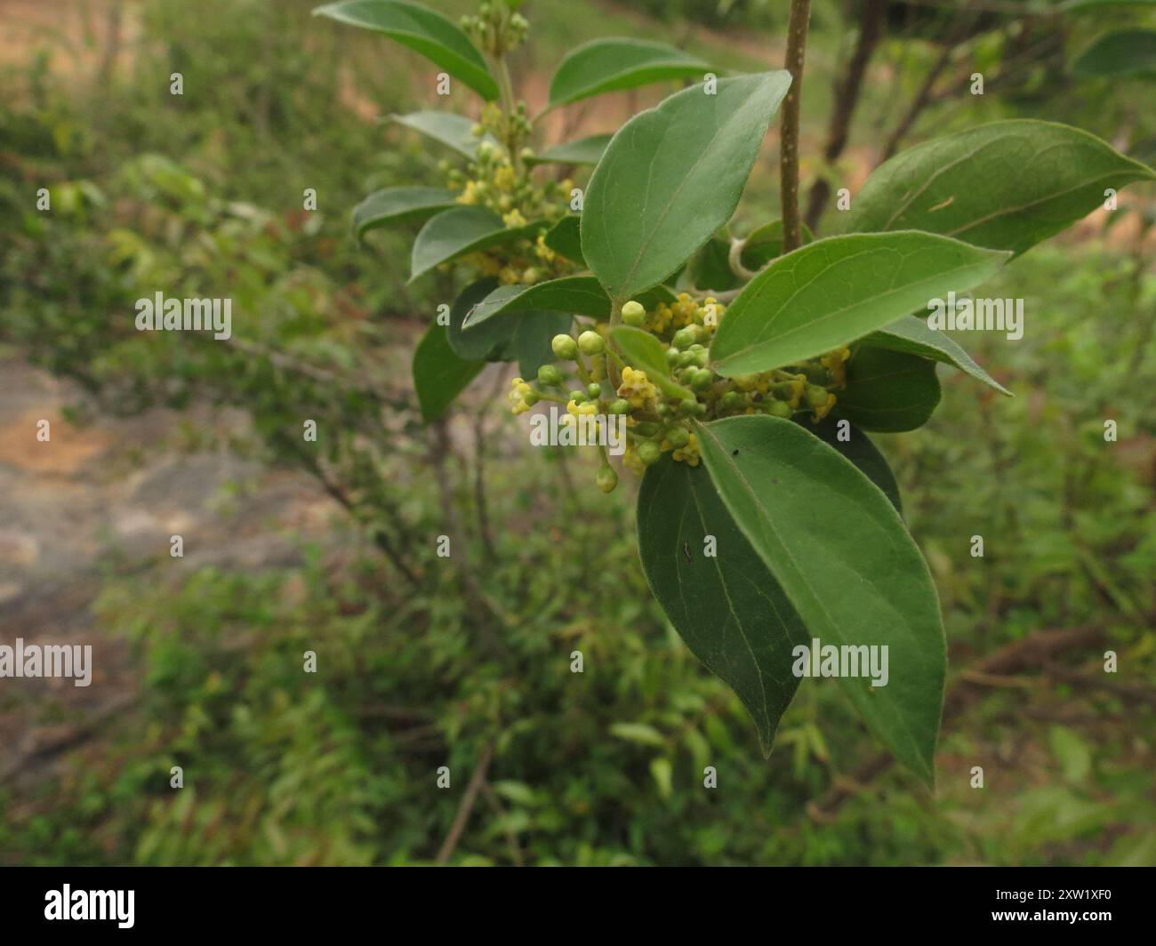 Australian Cow-plant (Gymnema sylvestre) Plantae Stock Photo - Alamy