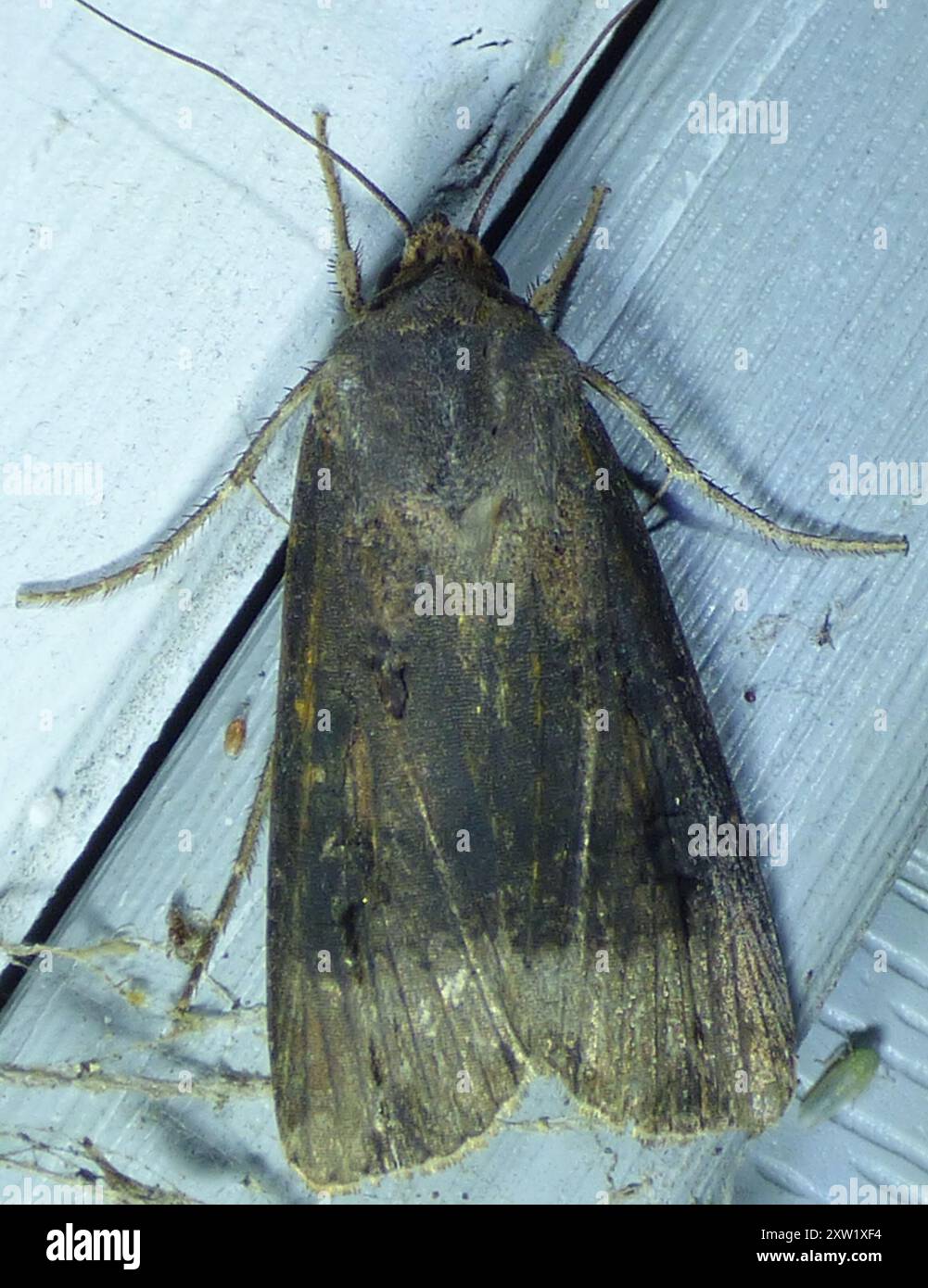 Ipsilon Dart Moth (Agrotis ipsilon) Insecta Stock Photo - Alamy