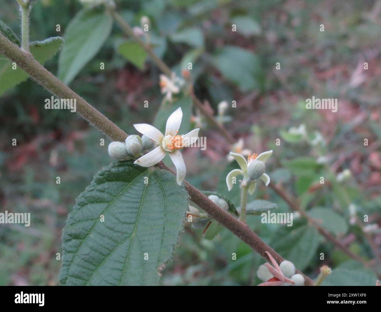 (Grewia hirsuta) Plantae Stock Photo - Alamy