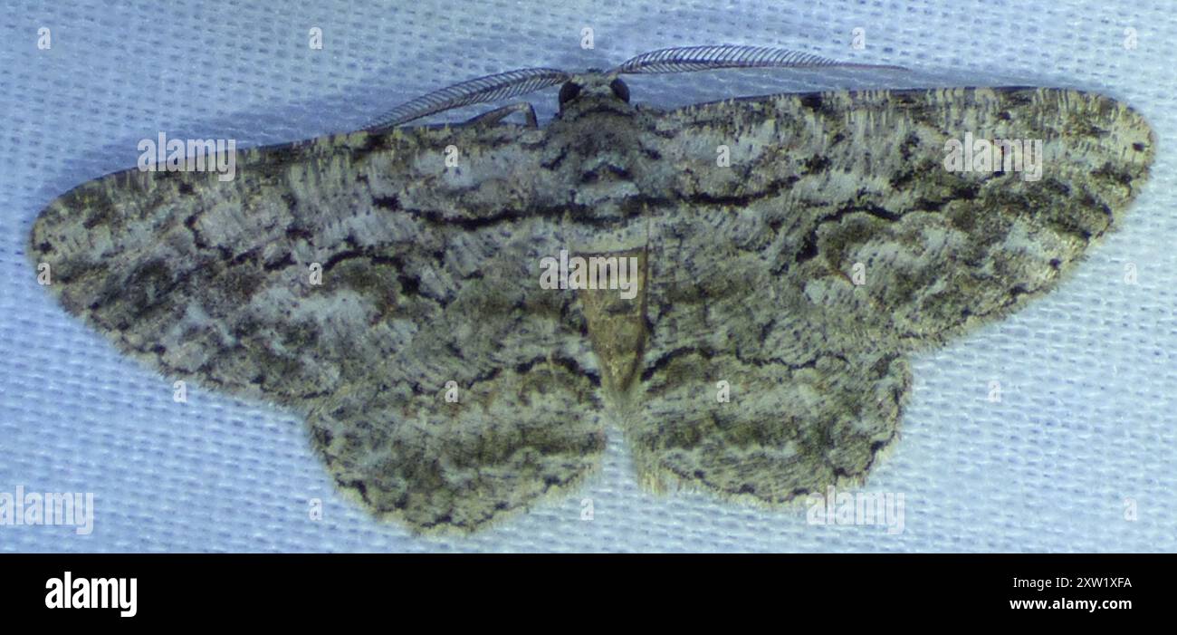 North American Common Gray (Anavitrinella pampinaria) Insecta Stock ...