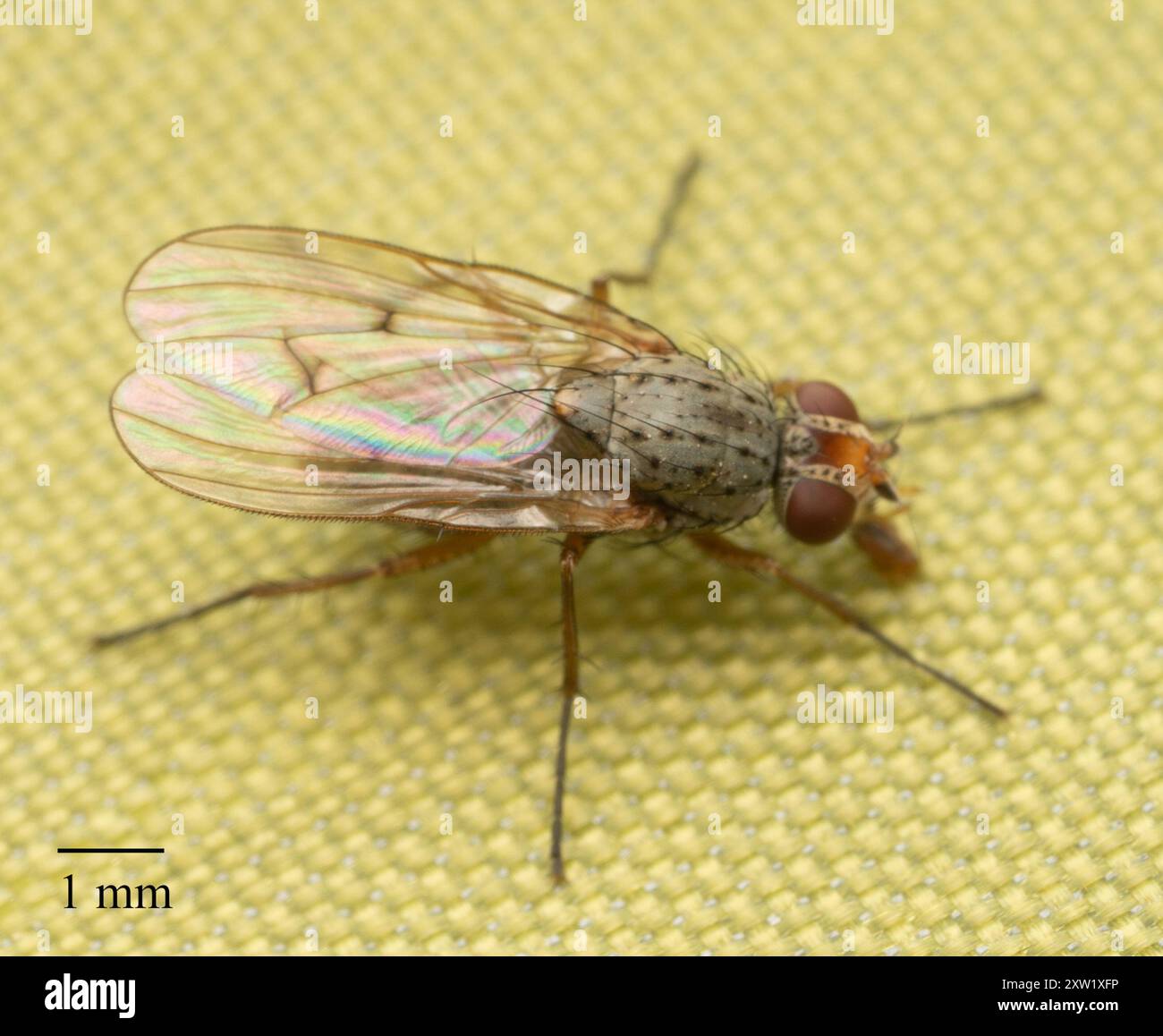 Root-maggot Flies (Anthomyiidae) Insecta Stock Photo - Alamy