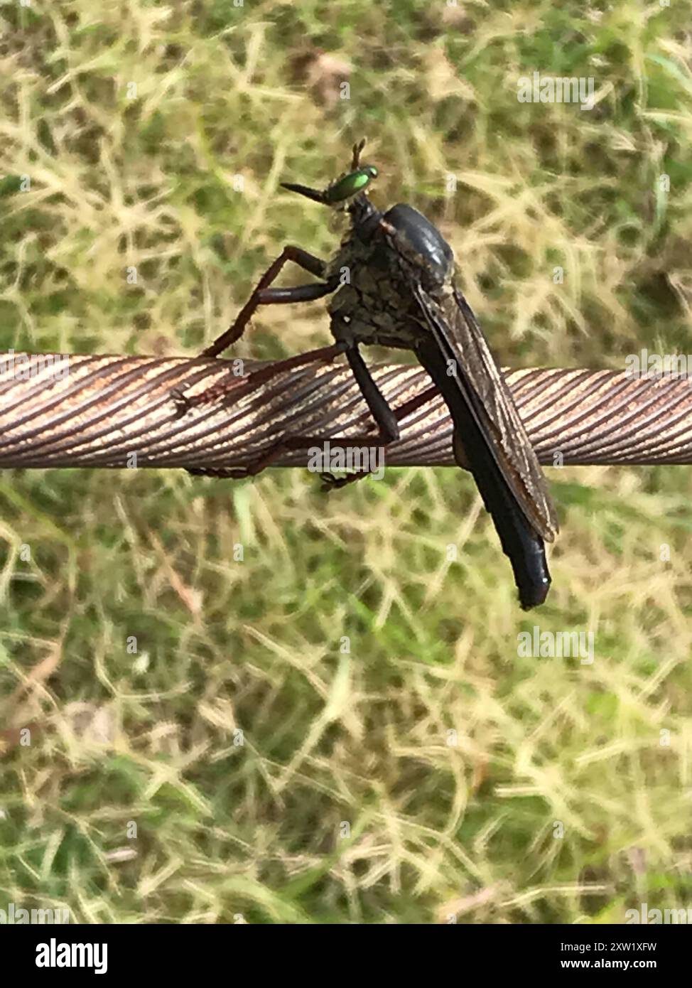 Giant Prairie Robber Fly (Microstylum morosum) Insecta Stock Photo - Alamy