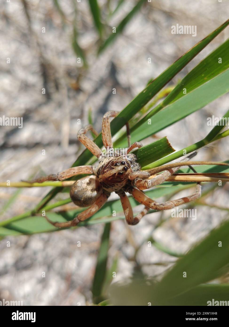 Field Wolf Spider (Hogna lenta) Arachnida Stock Photo - Alamy
