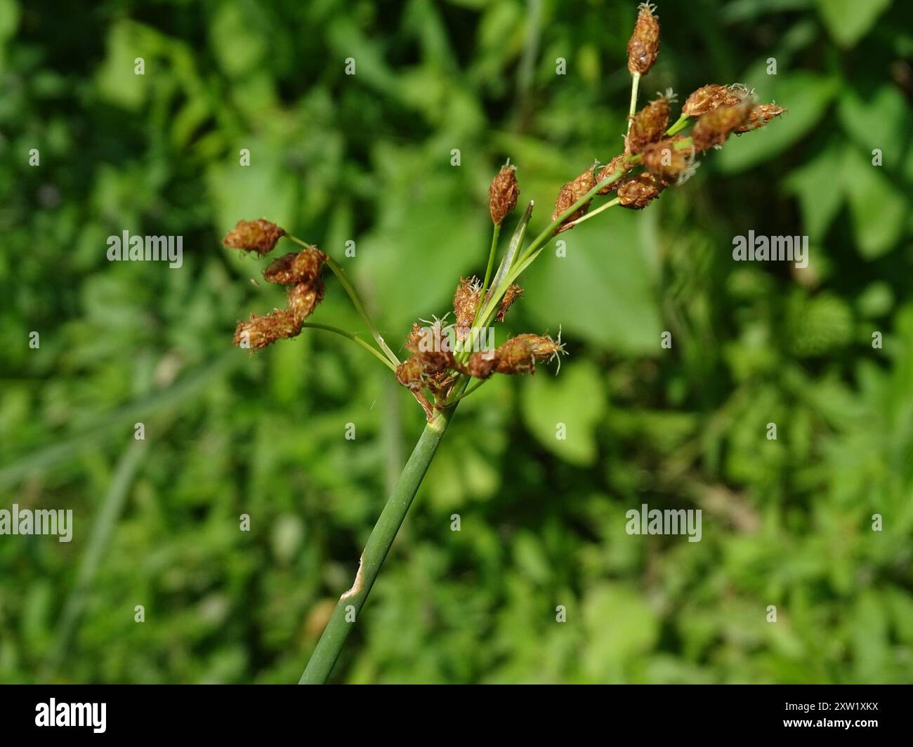 soft-stemmed bulrush (Schoenoplectus tabernaemontani) Plantae Stock ...