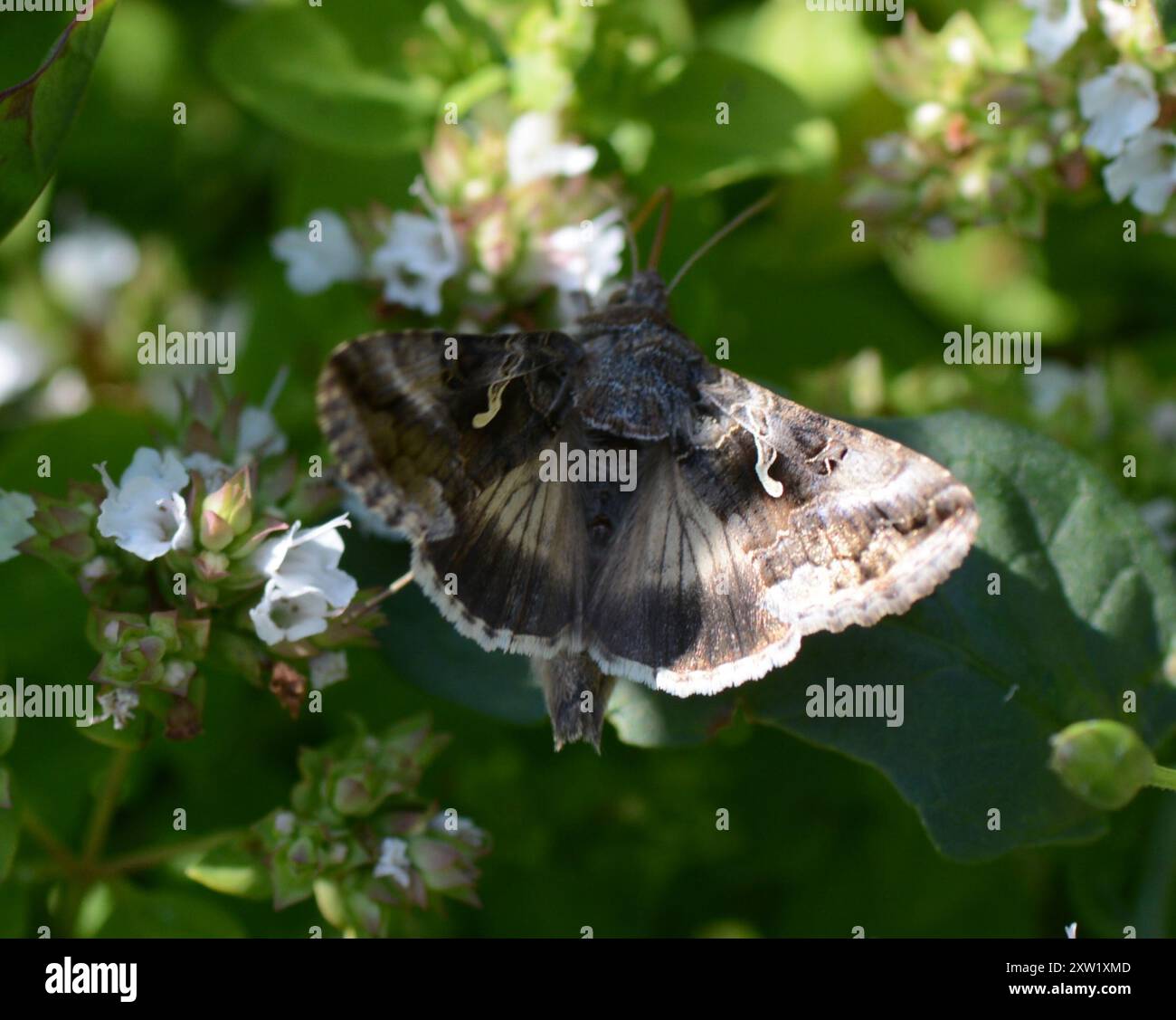 Silver Y (Autographa gamma) Insecta Stock Photo - Alamy