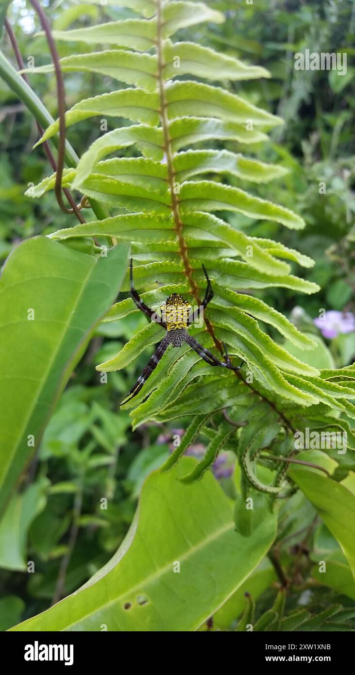 Hawaiian Garden Spider (Argiope appensa) Arachnida Stock Photo - Alamy