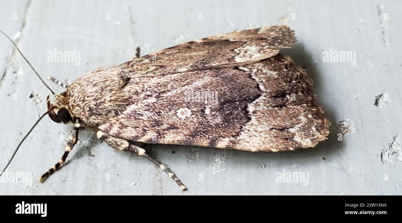 American Copper Underwing (Amphipyra pyramidoides) Insecta Stock Photo ...