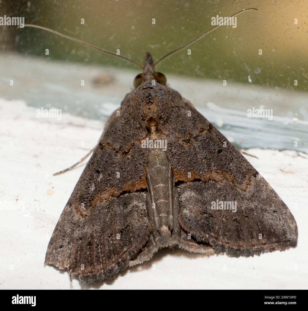 Green Cloverworm Moth (Hypena scabra) Insecta Stock Photo - Alamy