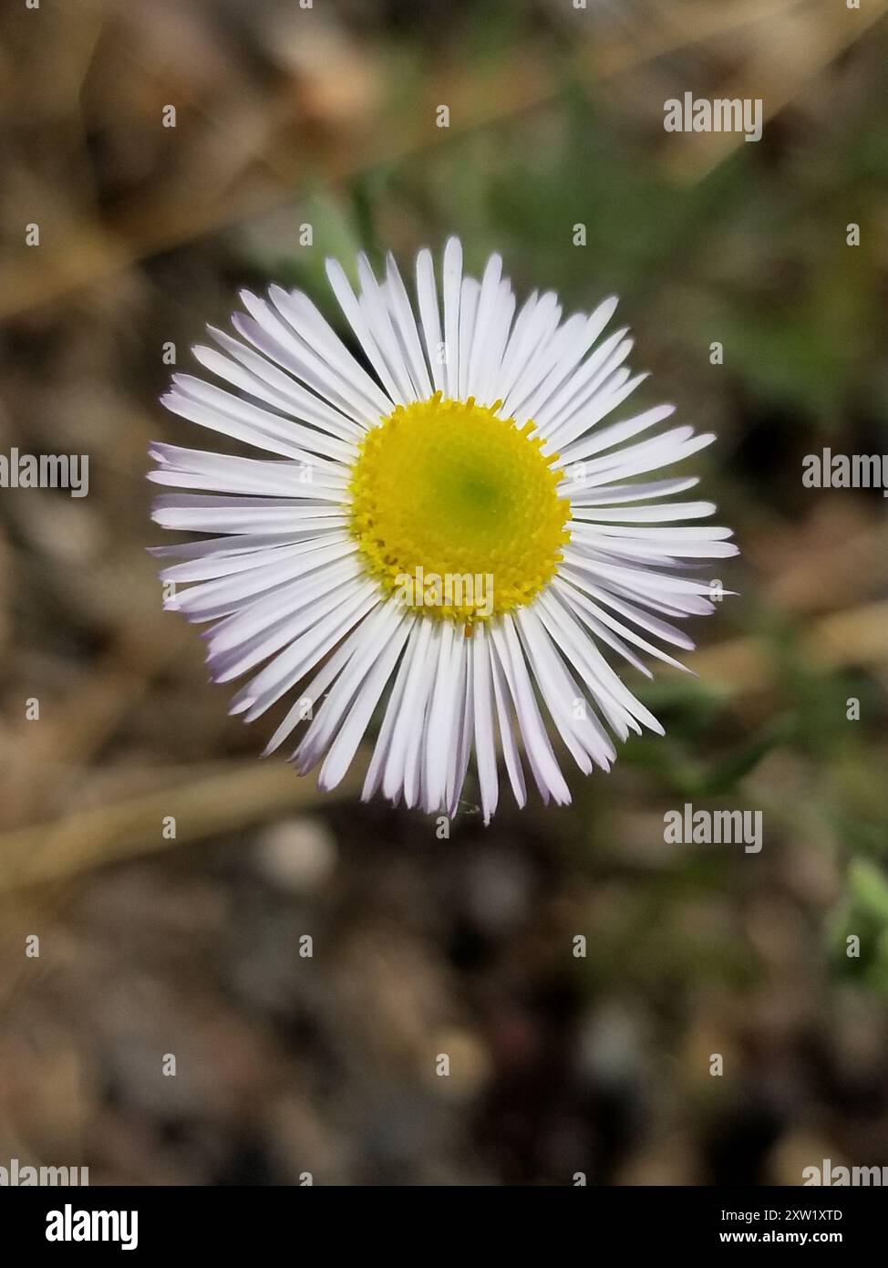 spreading fleabane (Erigeron divergens) Plantae Stock Photo - Alamy