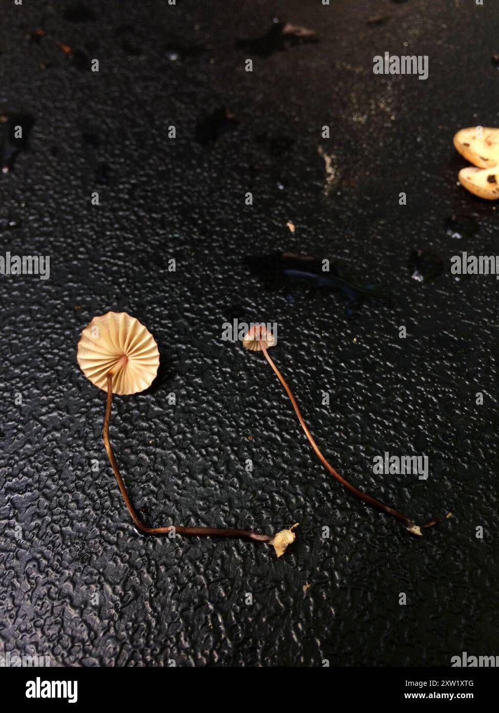 purple pinwheel (Marasmius haematocephalus) Fungi Stock Photo - Alamy