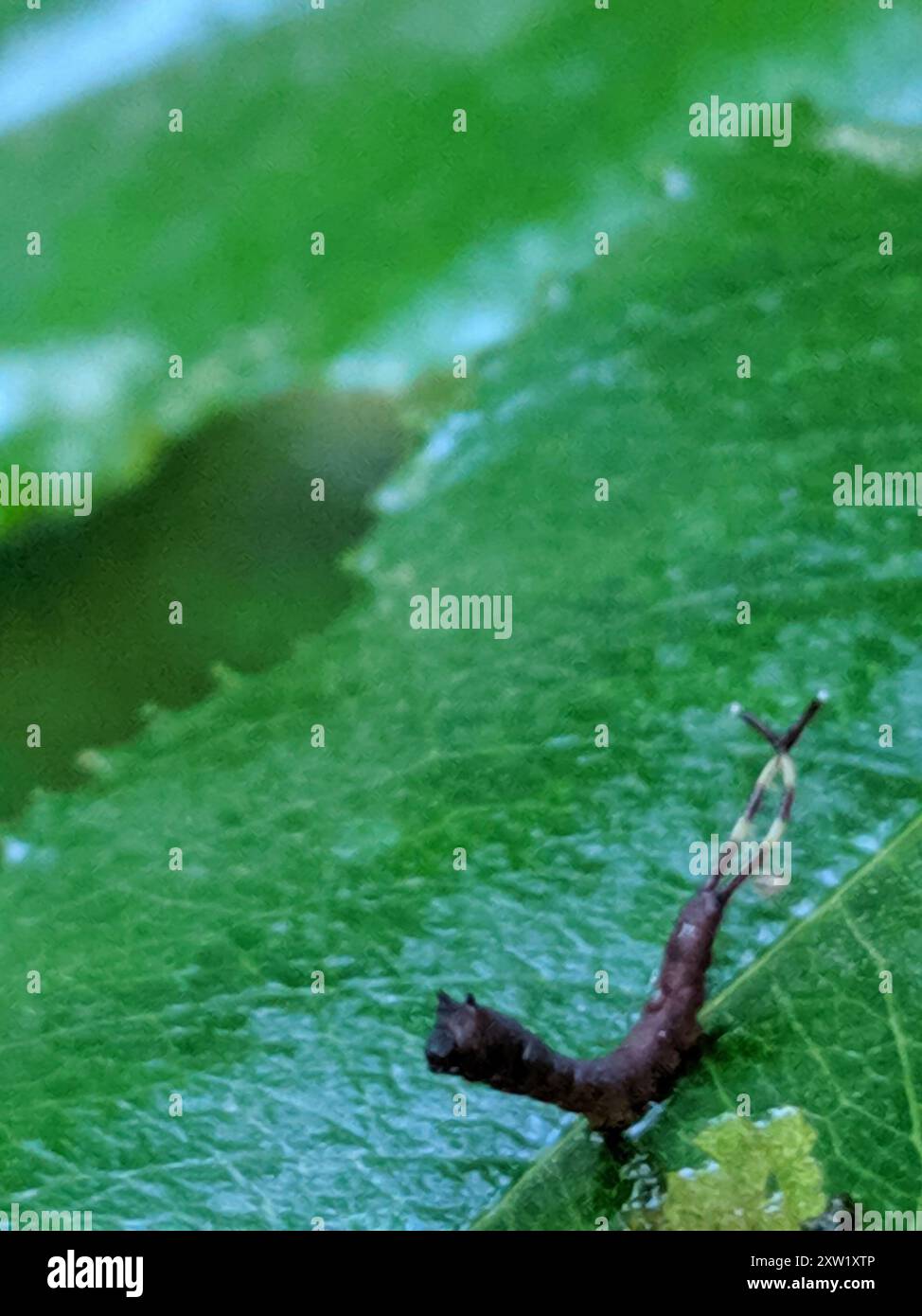 White Furcula Moth (Furcula borealis) Insecta Stock Photo - Alamy