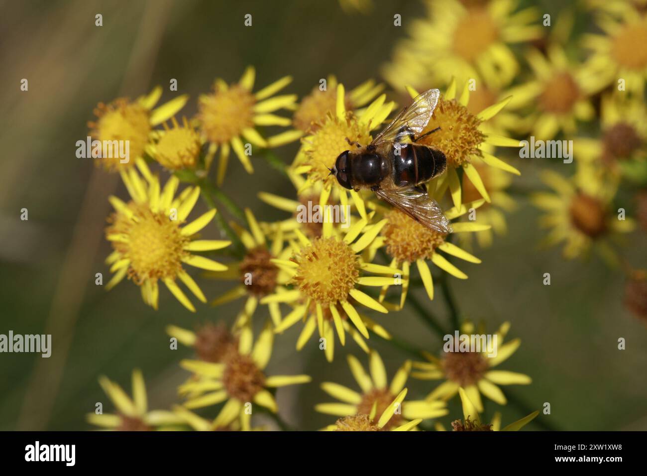 Common Drone Fly (Eristalis tenax) Insecta Stock Photo - Alamy