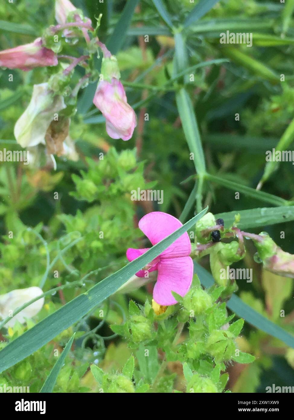 Narrow-leaved Everlasting-pea (Lathyrus sylvestris) Plantae Stock Photo ...