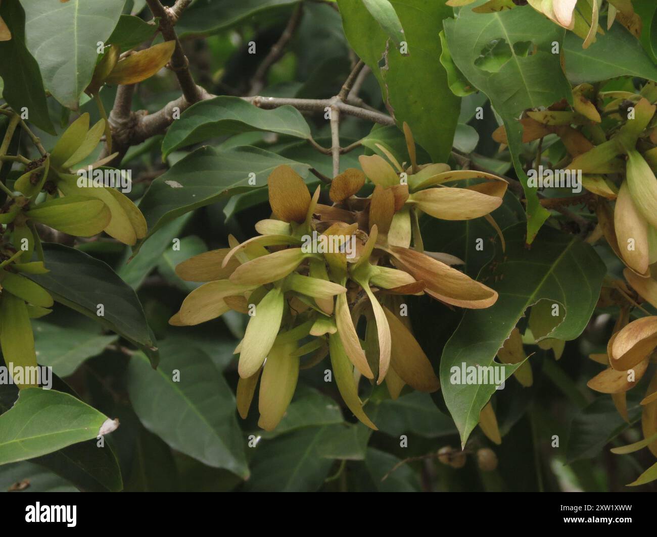 Hiptage (Hiptage benghalensis) Plantae Stock Photo - Alamy