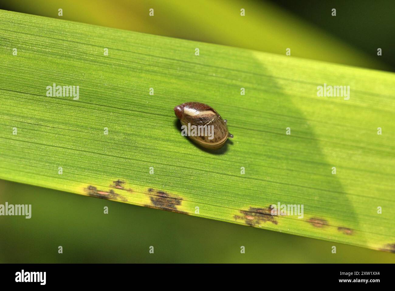 Common European Ambersnail (Succinea putris) Mollusca Stock Photo - Alamy