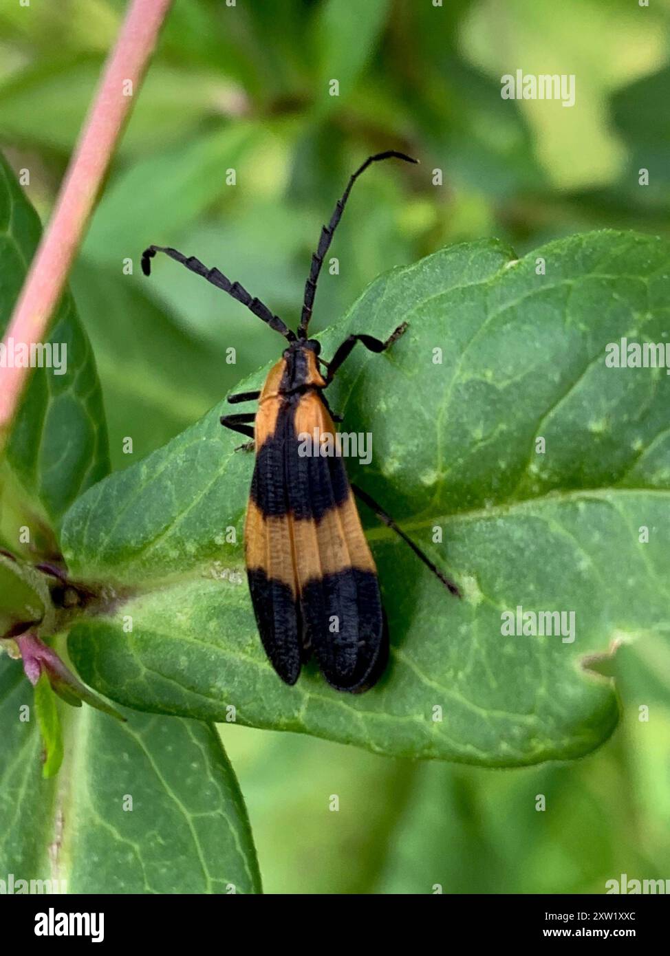 Reticulated Net-winged Beetle (Calopteron reticulatum) Insecta Stock ...