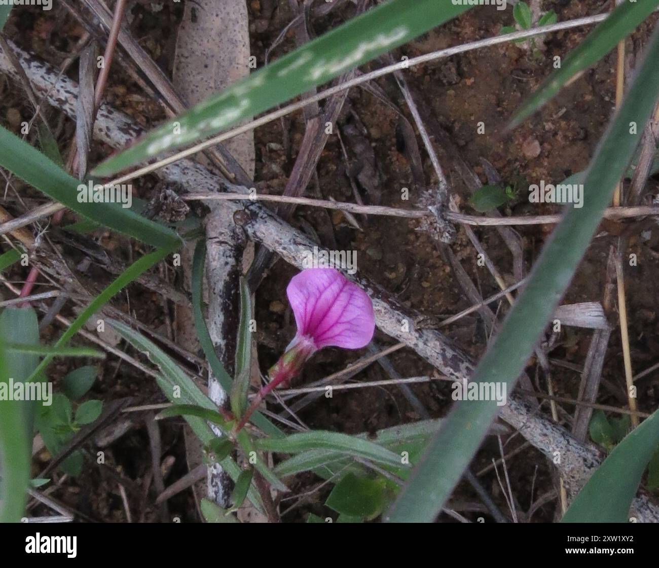 Spade Flower (Pigea enneasperma) Plantae Stock Photo - Alamy