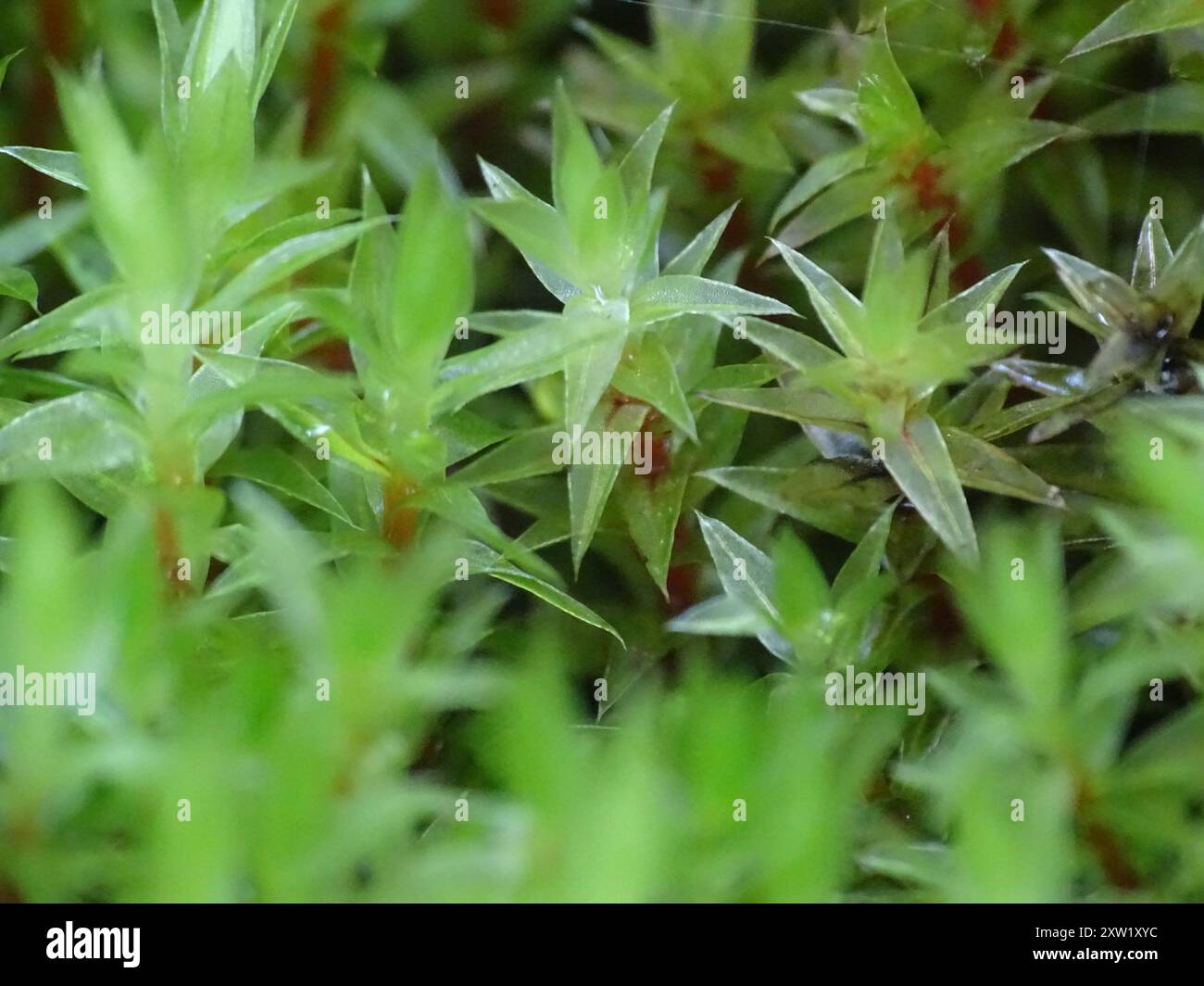 Long-leaved Thread Moss (Ptychostomum pseudotriquetrum) Plantae Stock ...
