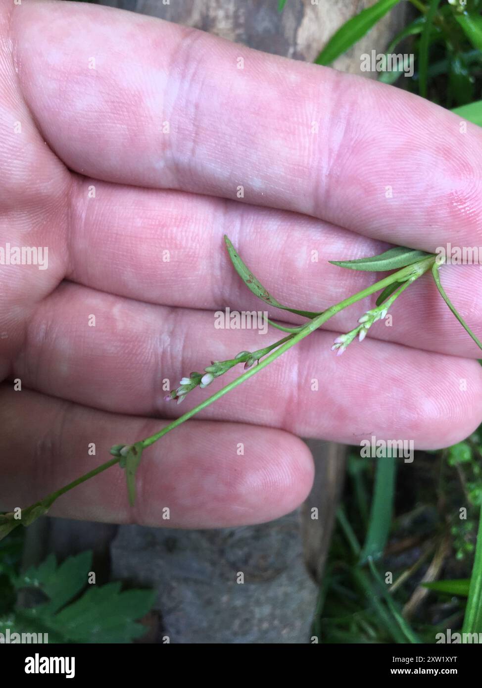 waterpepper (Persicaria hydropiper) Plantae Stock Photo - Alamy