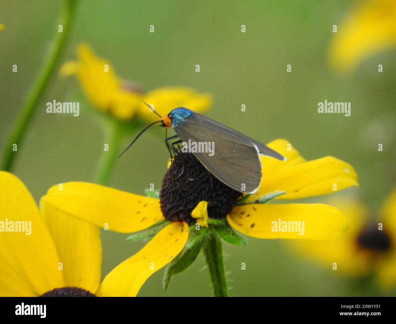 Virginia Ctenucha Moth (Ctenucha virginica) Insecta Stock Photo - Alamy