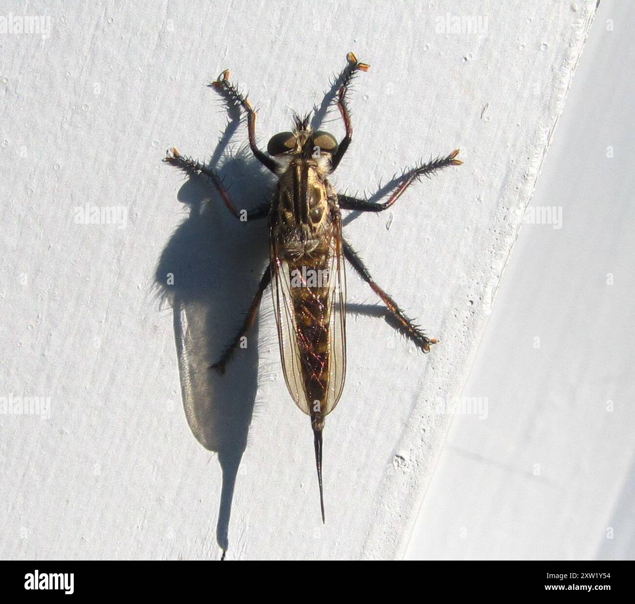 Northeastern Hammertail (Efferia aestuans) Insecta Stock Photo - Alamy