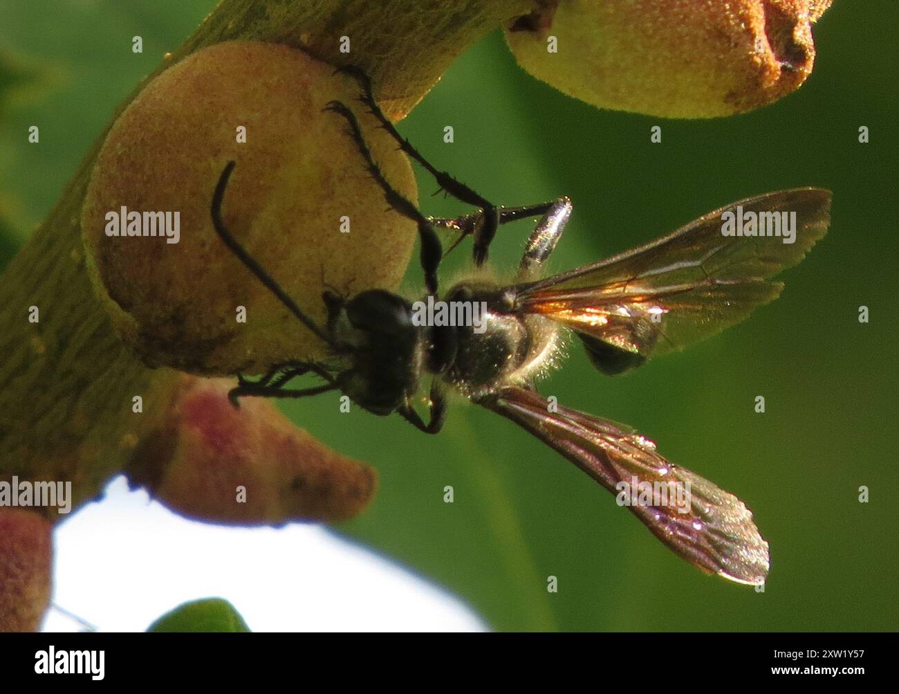 Grass-carrying Wasps (Isodontia) Insecta Stock Photo - Alamy