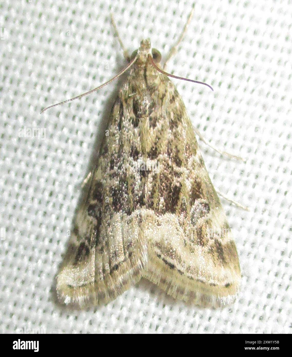 Old World Webworm (Hellula undalis) Insecta Stock Photo - Alamy