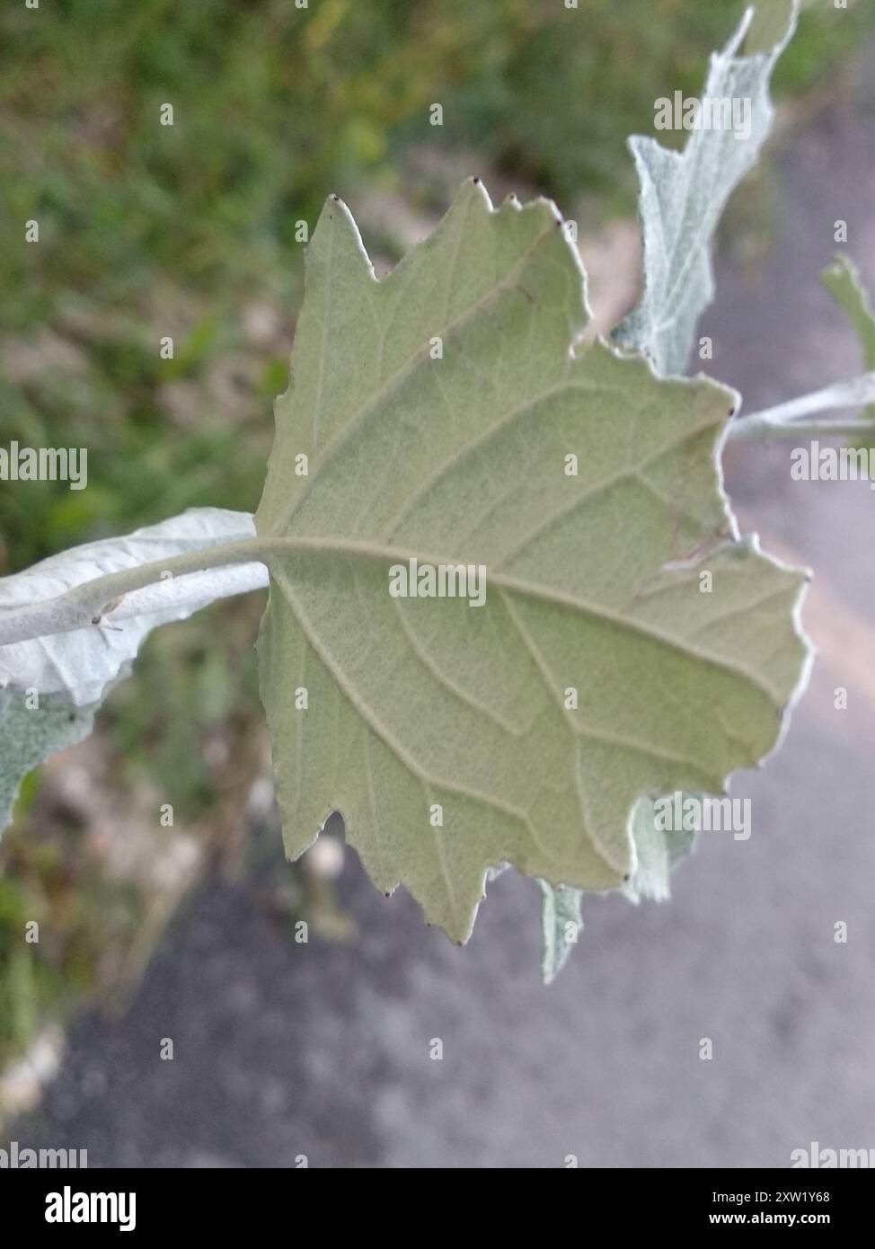 white poplar (Populus alba) Plantae Stock Photo - Alamy