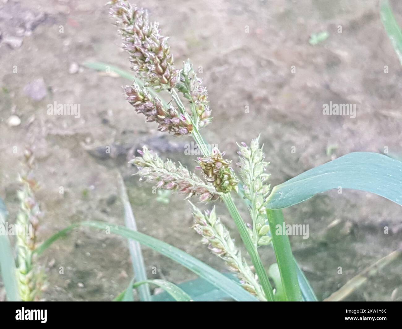 barnyardgrass (Echinochloa crus-galli) Plantae Stock Photo - Alamy