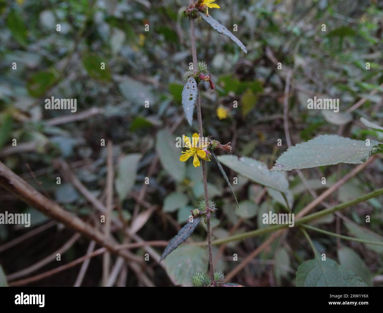 Chinese Bur (Triumfetta rhomboidea) Plantae Stock Photo - Alamy