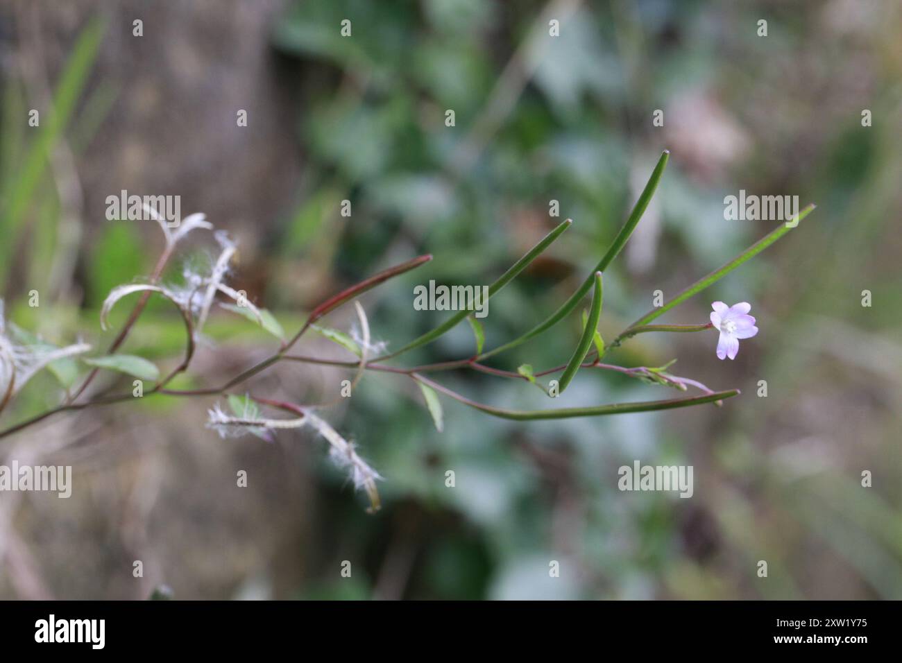 Broad-leaved Willowherb (Epilobium montanum) Plantae Stock Photo - Alamy