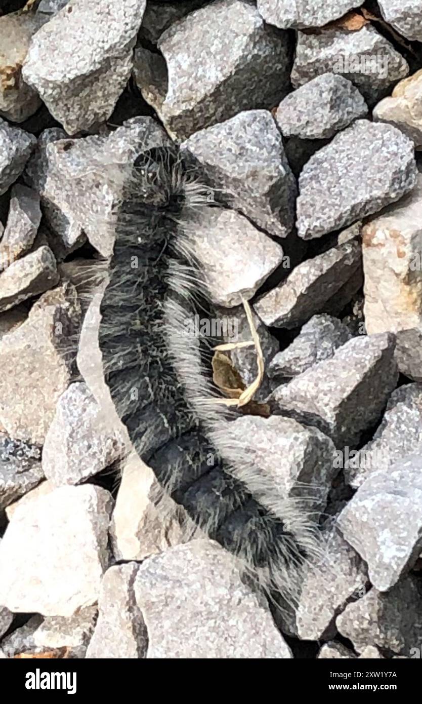 Walnut Caterpillar Moth (Datana integerrima) Insecta Stock Photo - Alamy