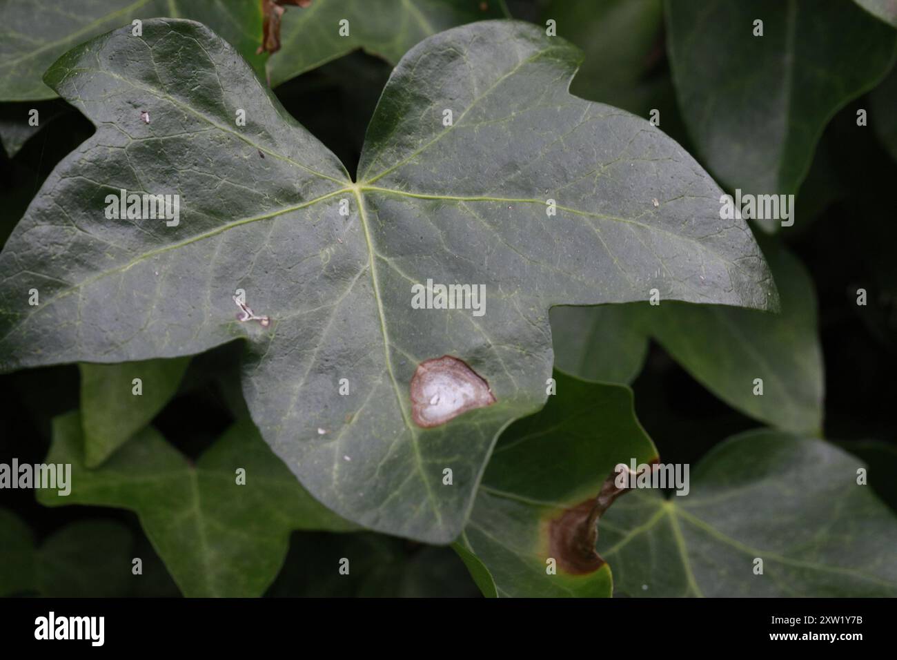 Leaf spot of ivy (Boeremia hedericola) Fungi Stock Photo - Alamy