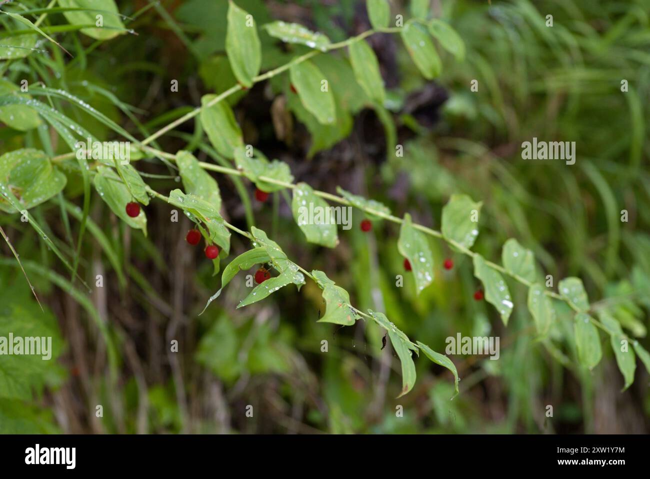 white twisted-stalk (Streptopus amplexifolius) Plantae Stock Photo - Alamy