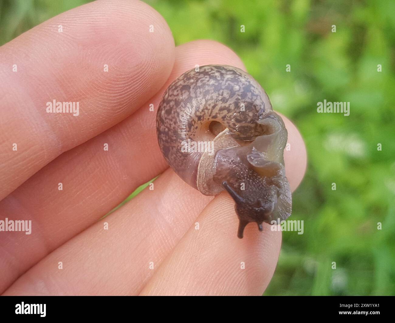 Helicoidea mollusca hi-res stock photography and images - Alamy