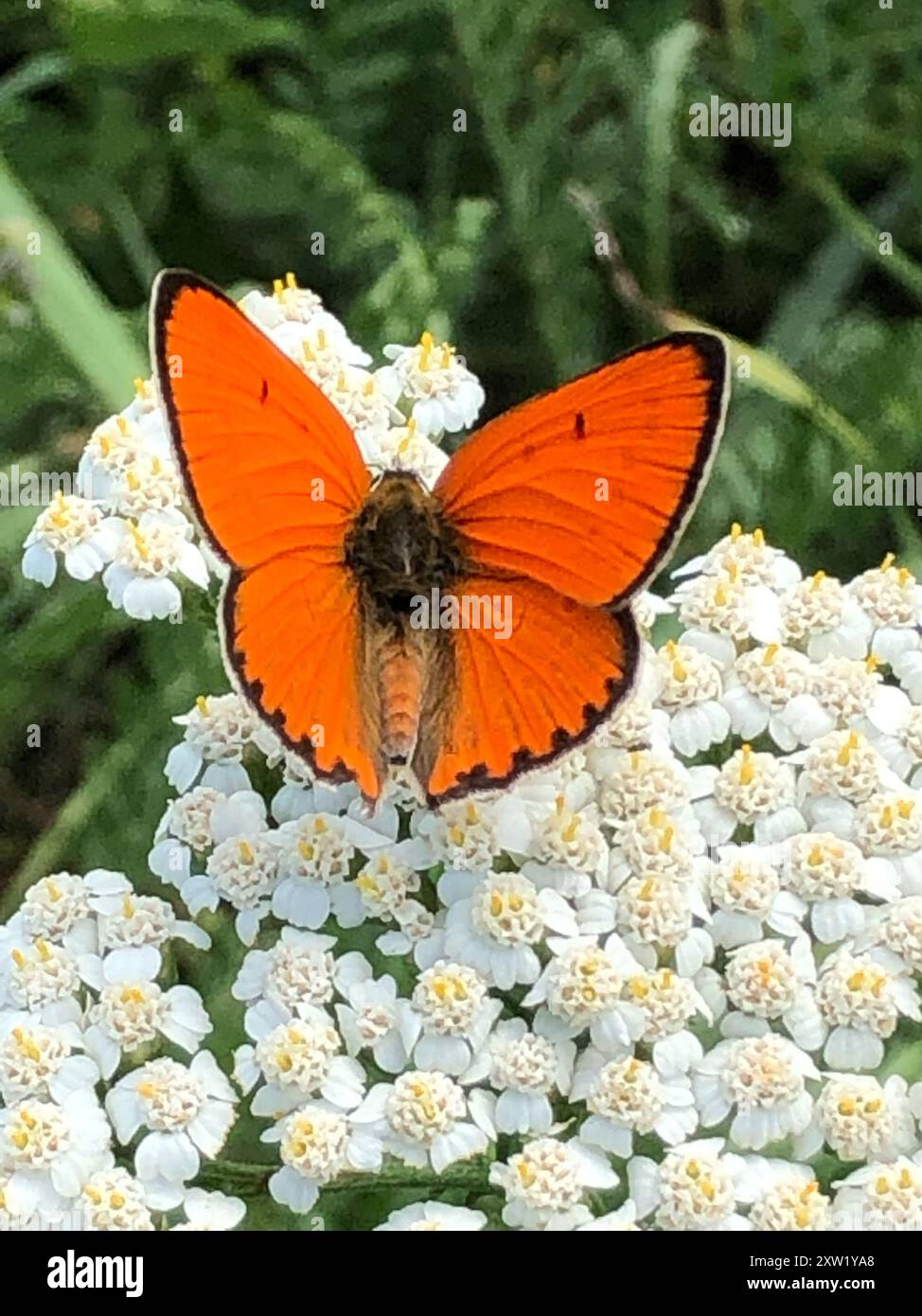 Large Copper (Lycaena dispar) Insecta Stock Photo - Alamy