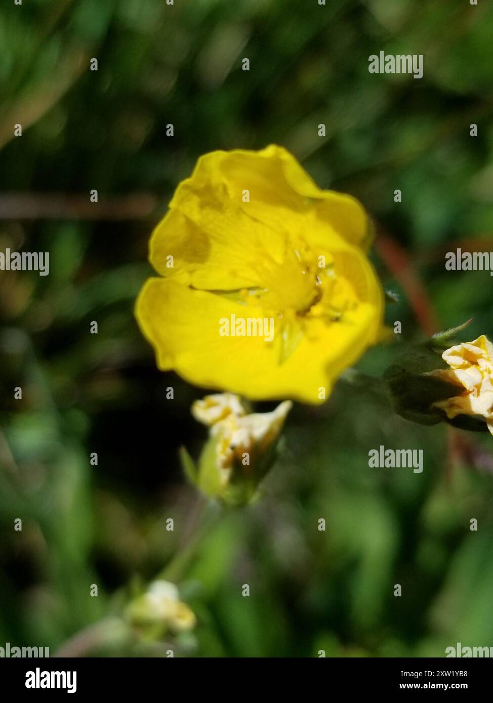 slender cinquefoil (Potentilla gracilis) Plantae Stock Photo - Alamy